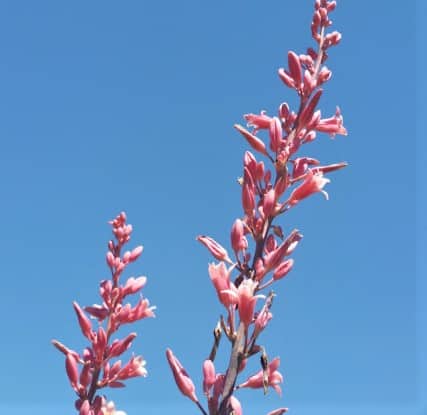 New “Yuccas” Offer a Variety of Blooms | Rooted In
