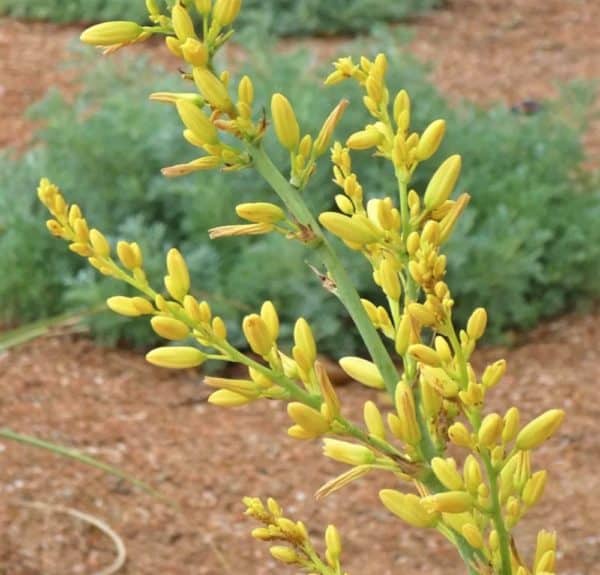 New “Yuccas” Offer a Variety of Blooms | Rooted In