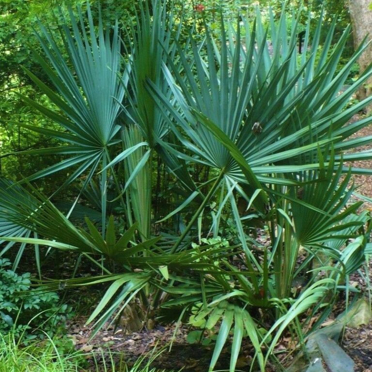 Plant This, Not That: Embracing Adapted Shrubs | Rooted In