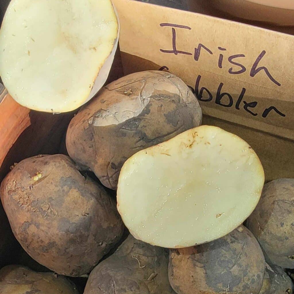 NOW is the Time for Potato Planting in North Texas | Rooted In