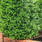Plant This, Not That: Embracing Adapted Shrubs | Rooted In