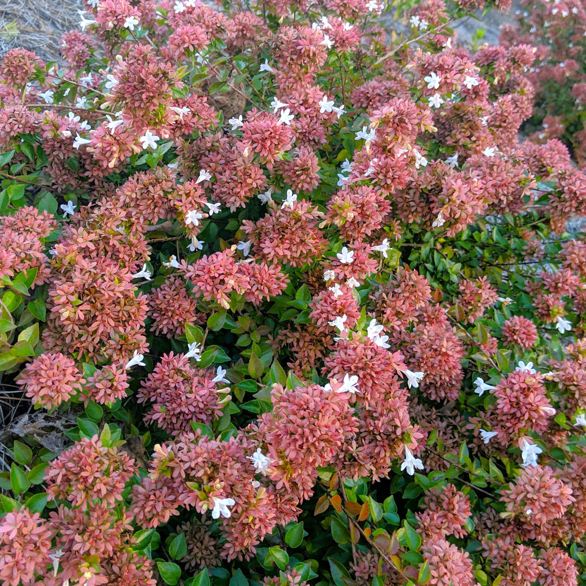 Plant This, Not That: Embracing Adapted Shrubs | Rooted In
