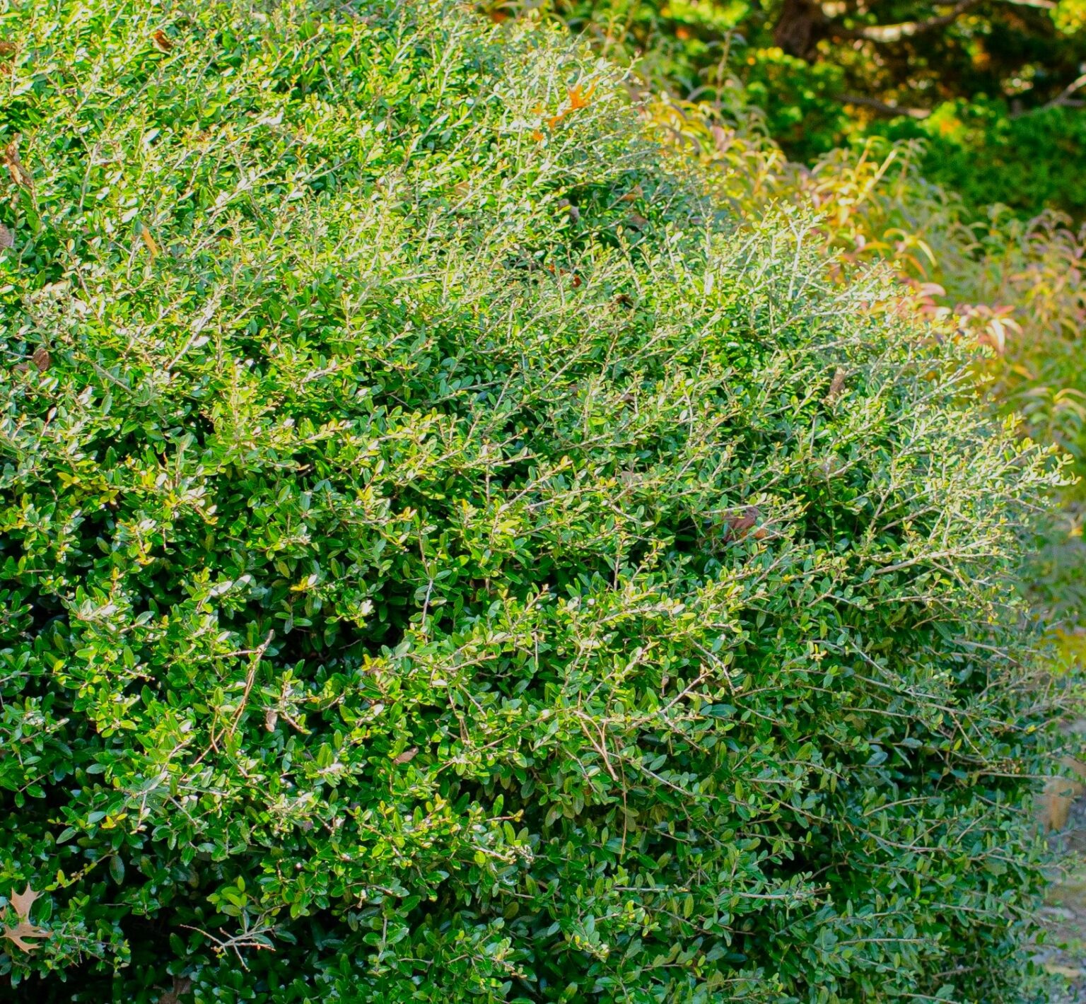 Plant This, Not That: Embracing Adapted Shrubs | Rooted In