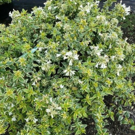 Plant This, Not That: Embracing Adapted Shrubs | Rooted In