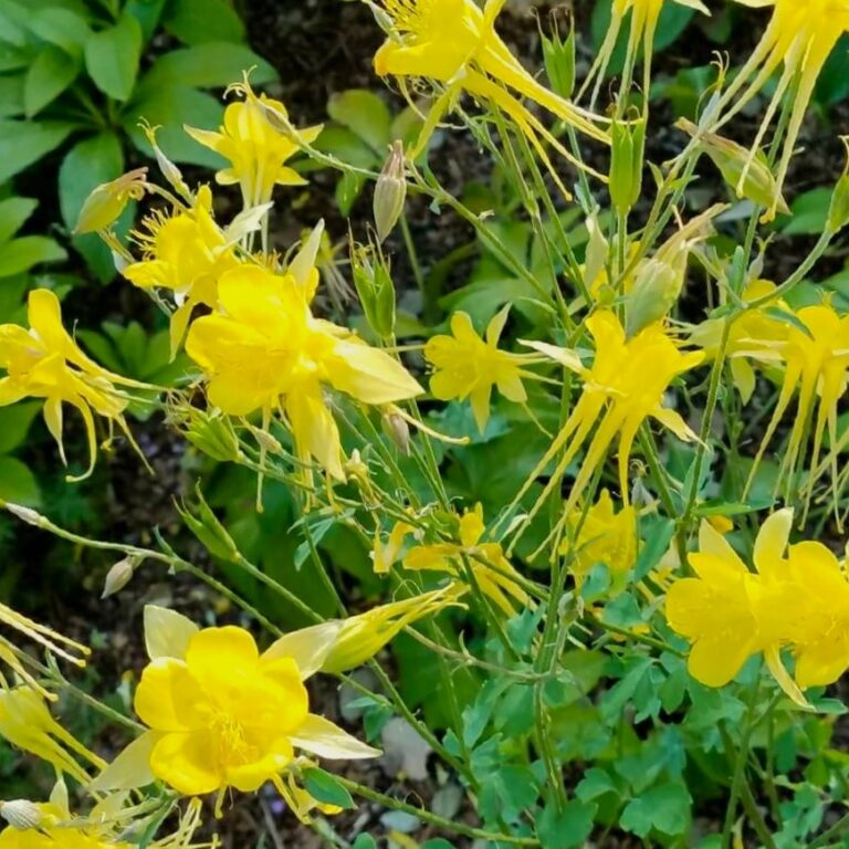 Thriving in the Shadows: Native Perennials for Shade | Rooted In