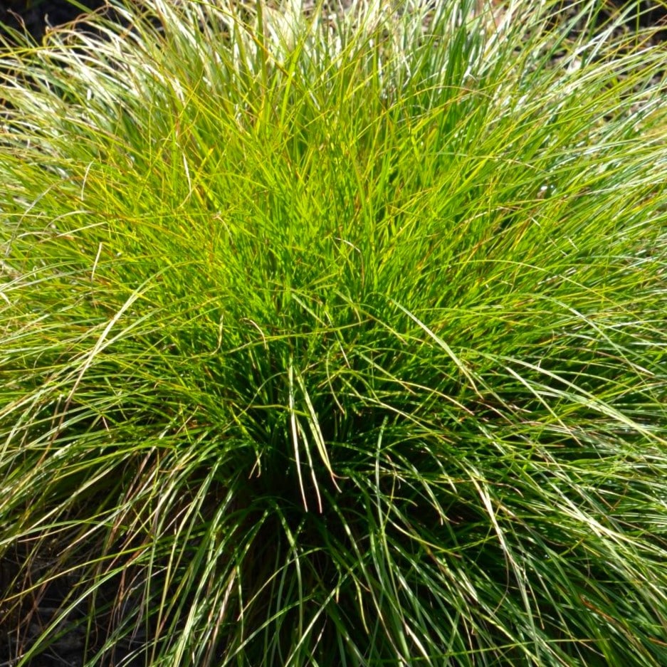 Tough Texas Native Plants for Shade: Creating a Cool Haven BEFORE the ...