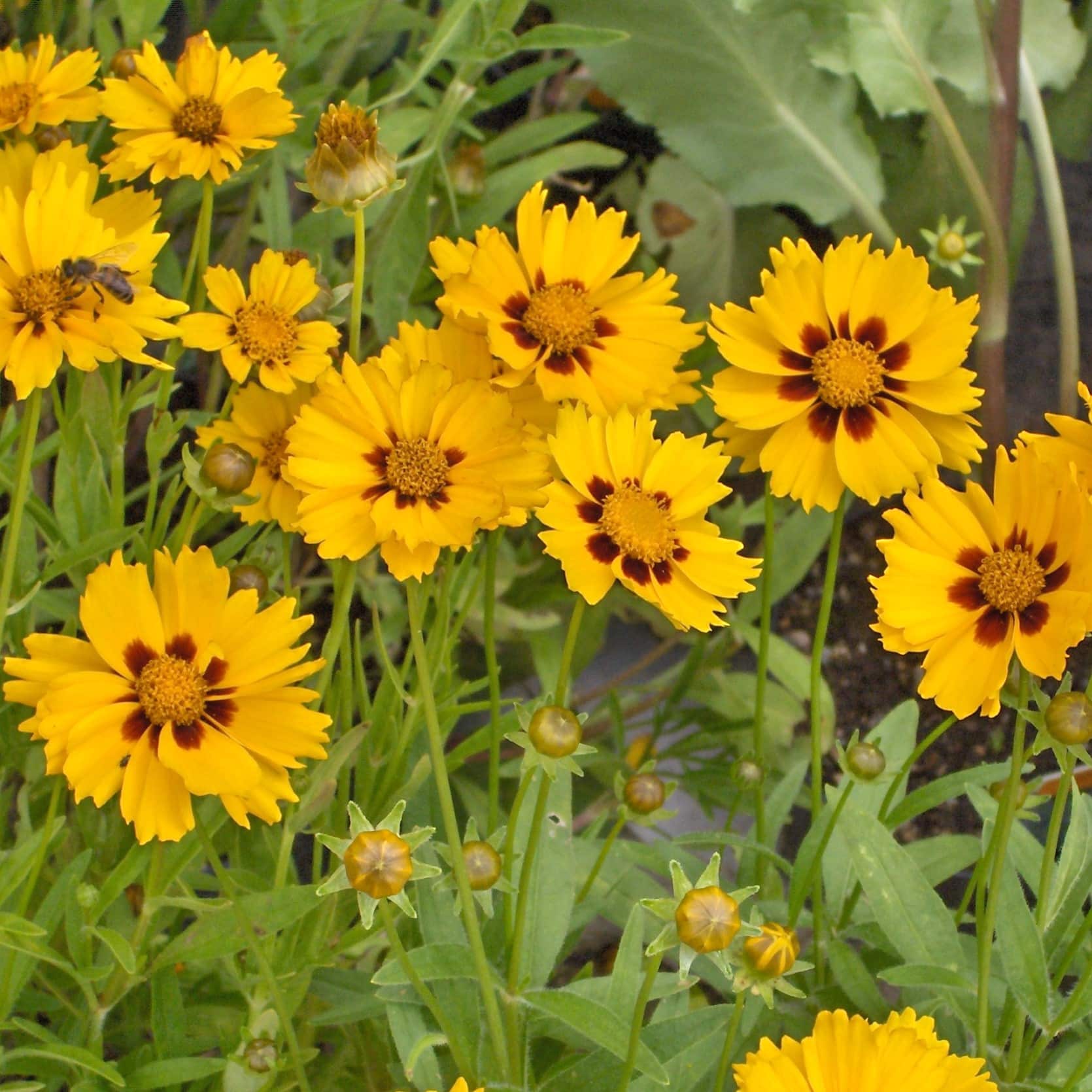 Tough Texas Native Plants for Shade: Creating a Cool Haven BEFORE the ...