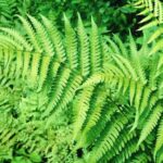 Tough Texas Native Plants for Shade: Creating a Cool Haven BEFORE the ...