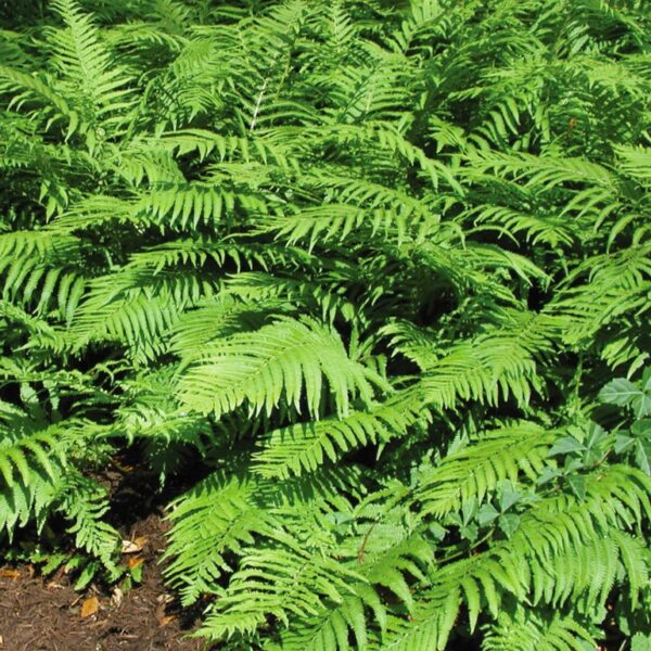 Tough Texas Native Plants for Shade: Creating a Cool Haven BEFORE the ...