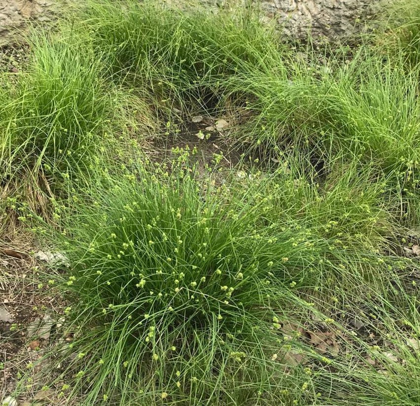 Tough Texas Native Plants for Shade: Creating a Cool Haven BEFORE the ...