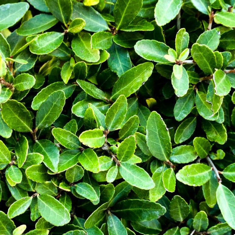 Tough Texas Native Plants for Shade: Creating a Cool Haven BEFORE the ...