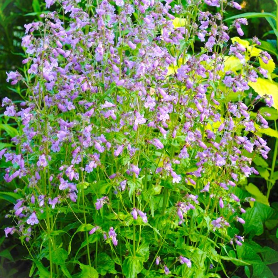 Tough Texas Native Plants for Shade: Creating a Cool Haven BEFORE the ...