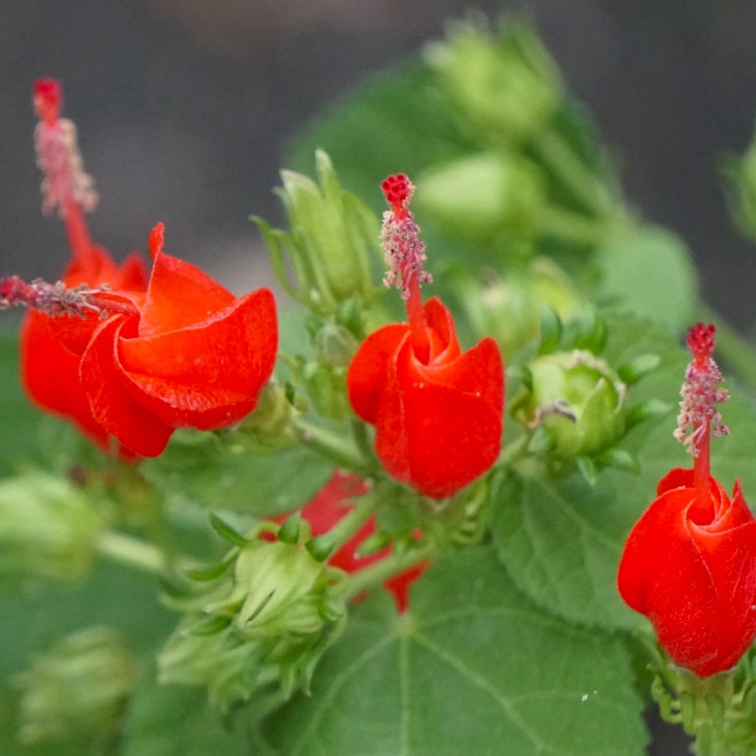 Tough Texas Native Plants for Shade: Creating a Cool Haven BEFORE the Heat | Rooted In