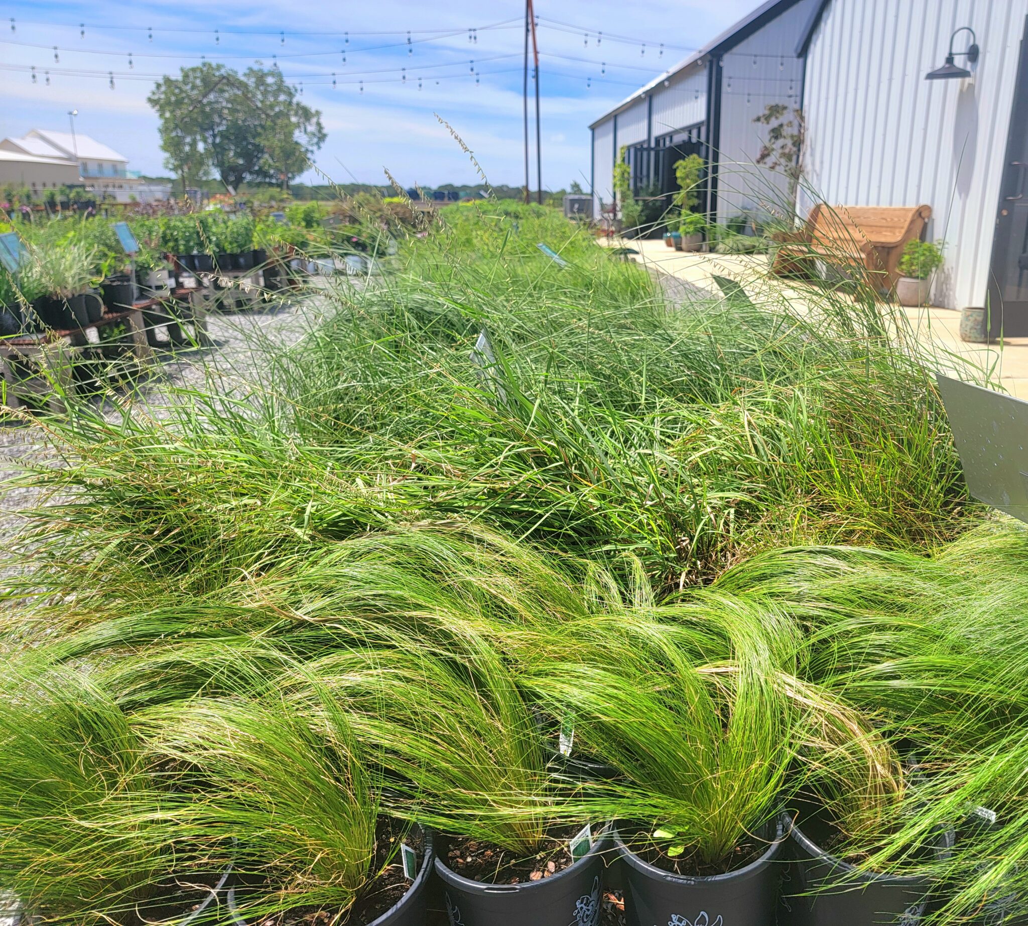 Rooted in | Horticulture & Conservation Experts