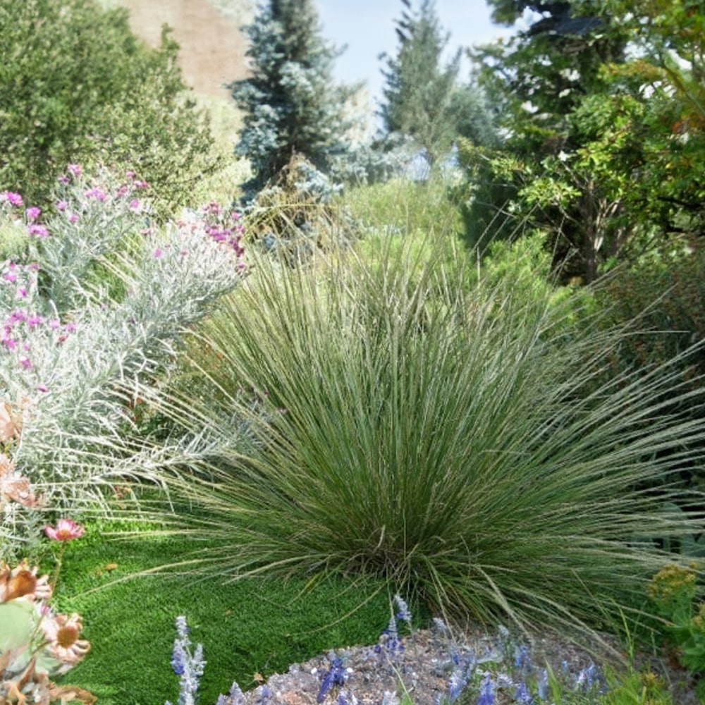 Embracing Ornamental Grasses: Adding Year-Round Interest and Movement ...