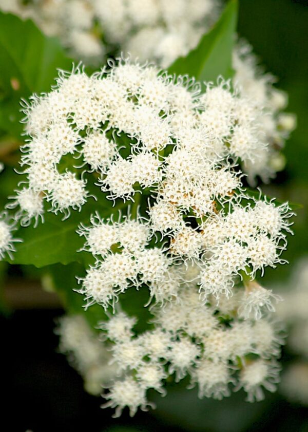 Fall-blooming Perennials to Plant NOW! | Rooted In