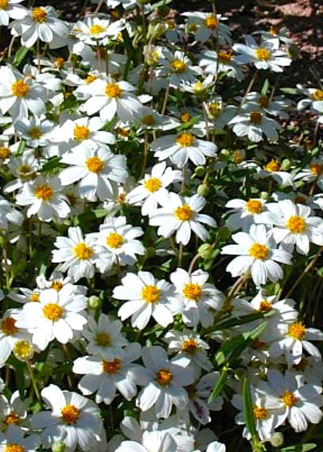 Fall-blooming Perennials to Plant NOW! | Rooted In