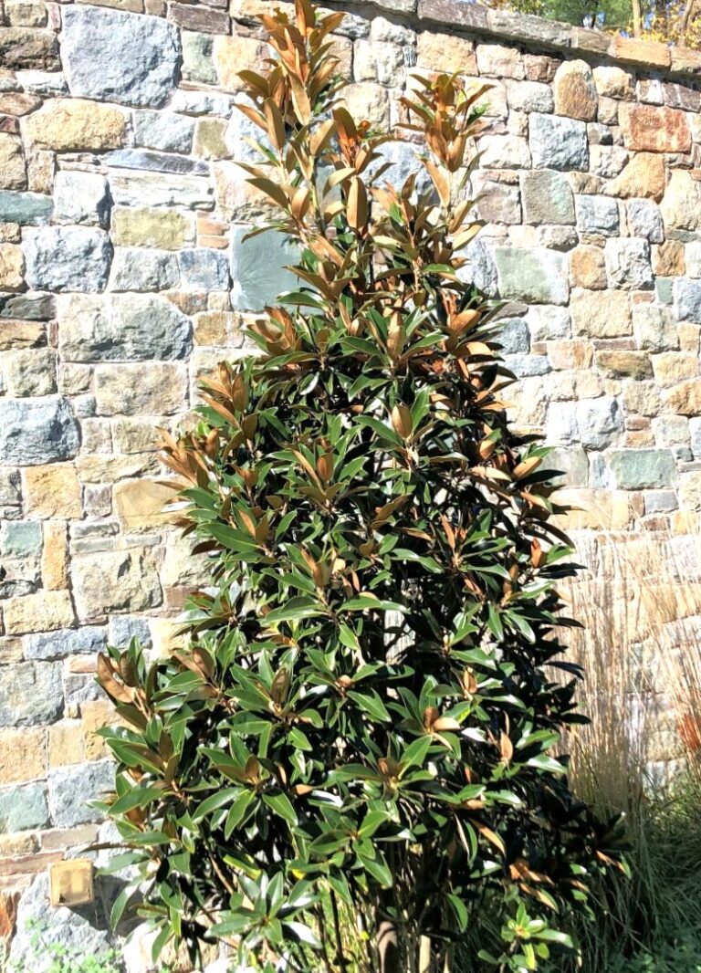 Living Christmas Trees (That Will Actually Grow in Texas!) | Rooted In