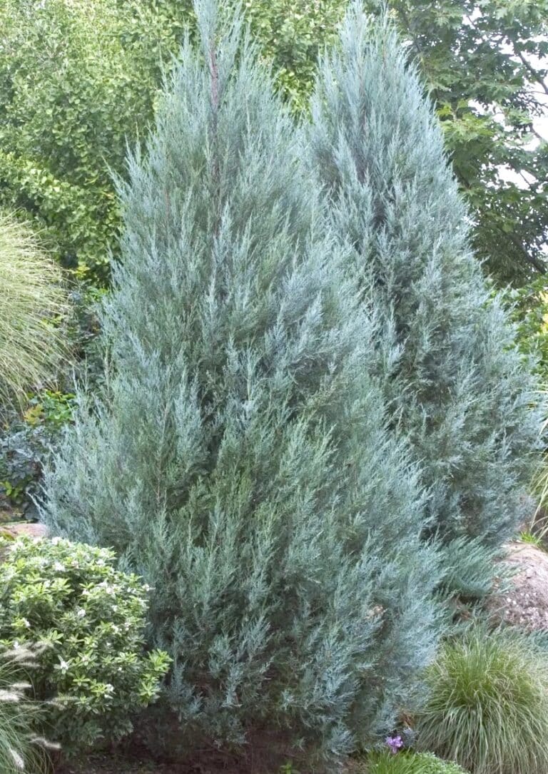Living Christmas Trees (That Will Actually Grow in Texas!) | Rooted In