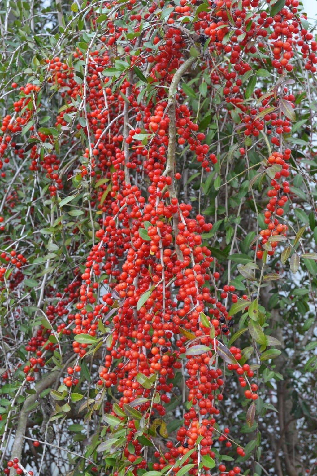 Living Christmas Trees (That Will Actually Grow in Texas!) | Rooted In