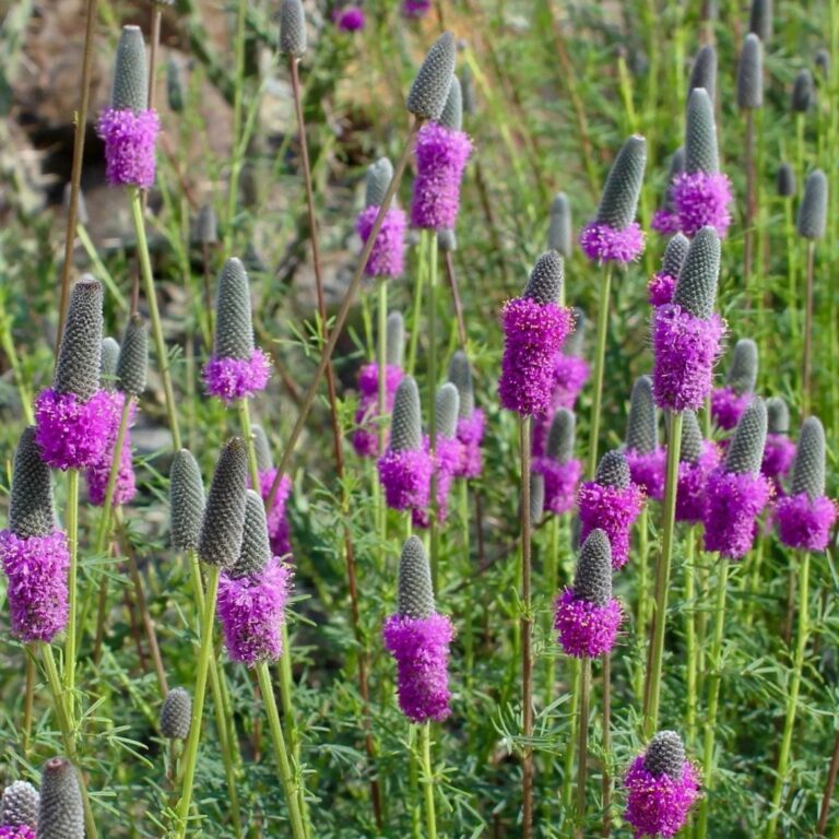 GO N GROW: Gardening Made Simple | Rooted In